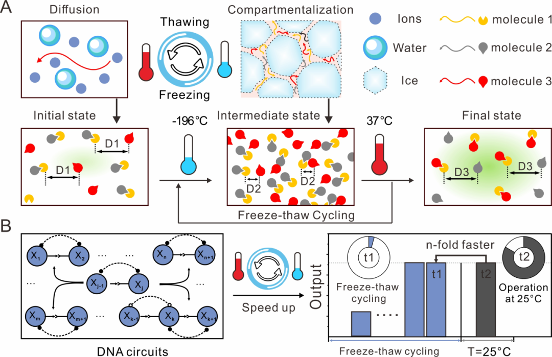 冻融循环解锁DNA分子计算潜力，计算时长可降至数分钟级别医药新闻-ByDrug-一站式医药资源共享中心-医药魔方
