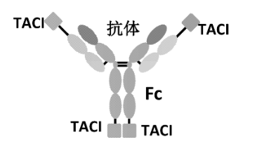系统性红斑狼疮：恒瑞医药研发IL-23/TACI双抗医药新闻-ByDrug-一站式医药资源共享中心-医药魔方