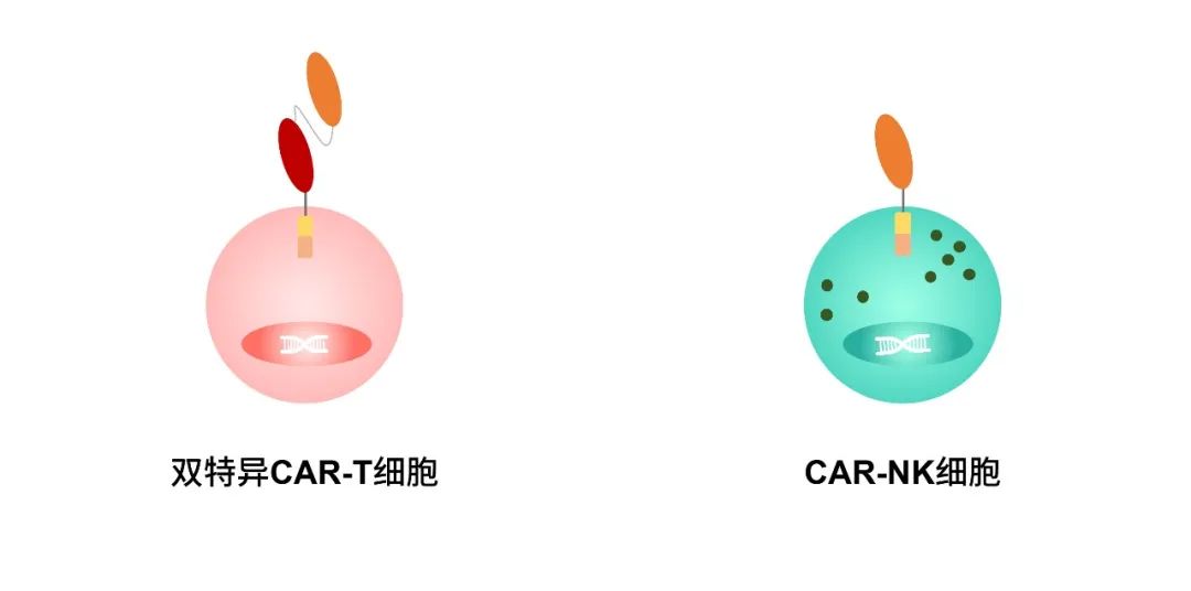 和铂医药推出HCAb PLUS™：打造新一代疗法，助力行业创新发展医药新闻-ByDrug-一站式医药资源共享中心-医药魔方