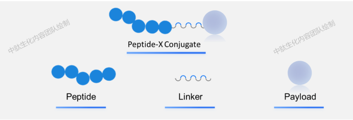 中肽技术 |多肽类偶联药物 (Peptide-X Conjugate, PXC)医药新闻-ByDrug-一站式医药资源共享中心-医药魔方