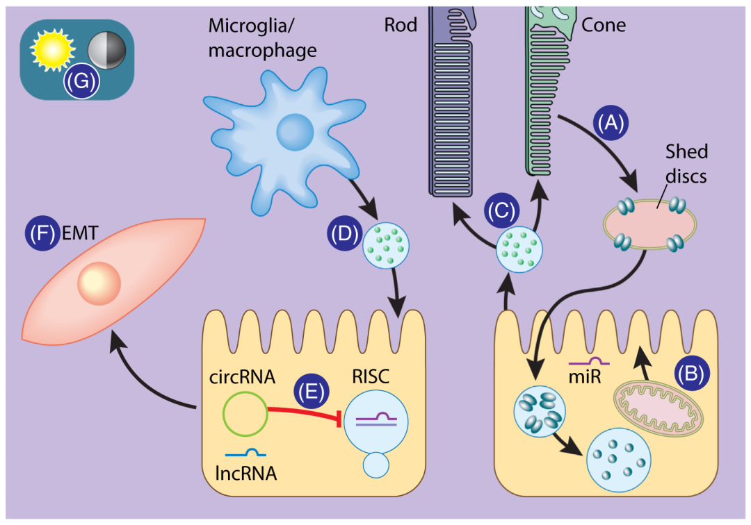 miRNA最新研究进展盘点（20211119）医药新闻-ByDrug-一站式医药资源共享中心-医药魔方
