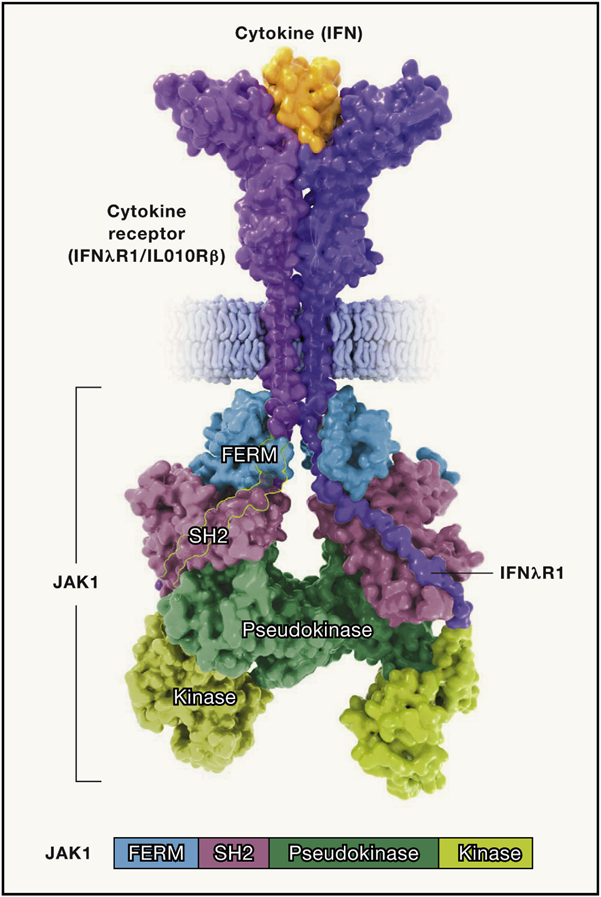 30岁了！ CELL重磅综述：JAK-STAT通路全面解读！医药新闻-ByDrug-一站式医药资源共享中心-医药魔方