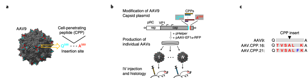 一再突破！最新研究赋能AAV载体突破物种间阻碍，穿越血脑屏障医药新闻-ByDrug-一站式医药资源共享中心-医药魔方