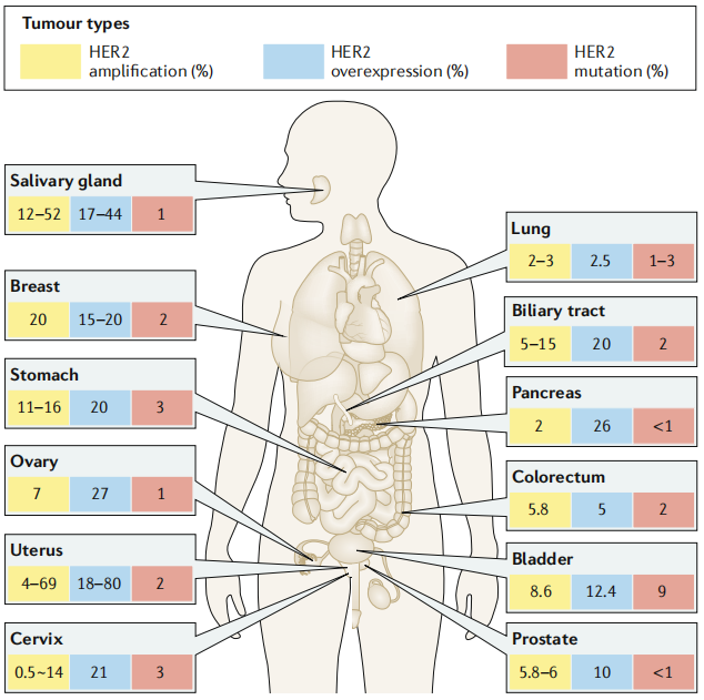 HER2 ADC启示录：引领HER2表达肿瘤临床治疗变革医药新闻-ByDrug-一站式医药资源共享中心-医药魔方