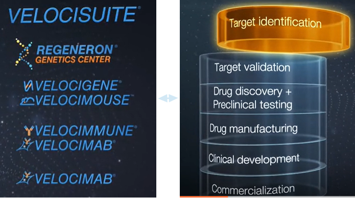 再生元再生之路医药新闻-ByDrug-一站式医药资源共享中心-医药魔方