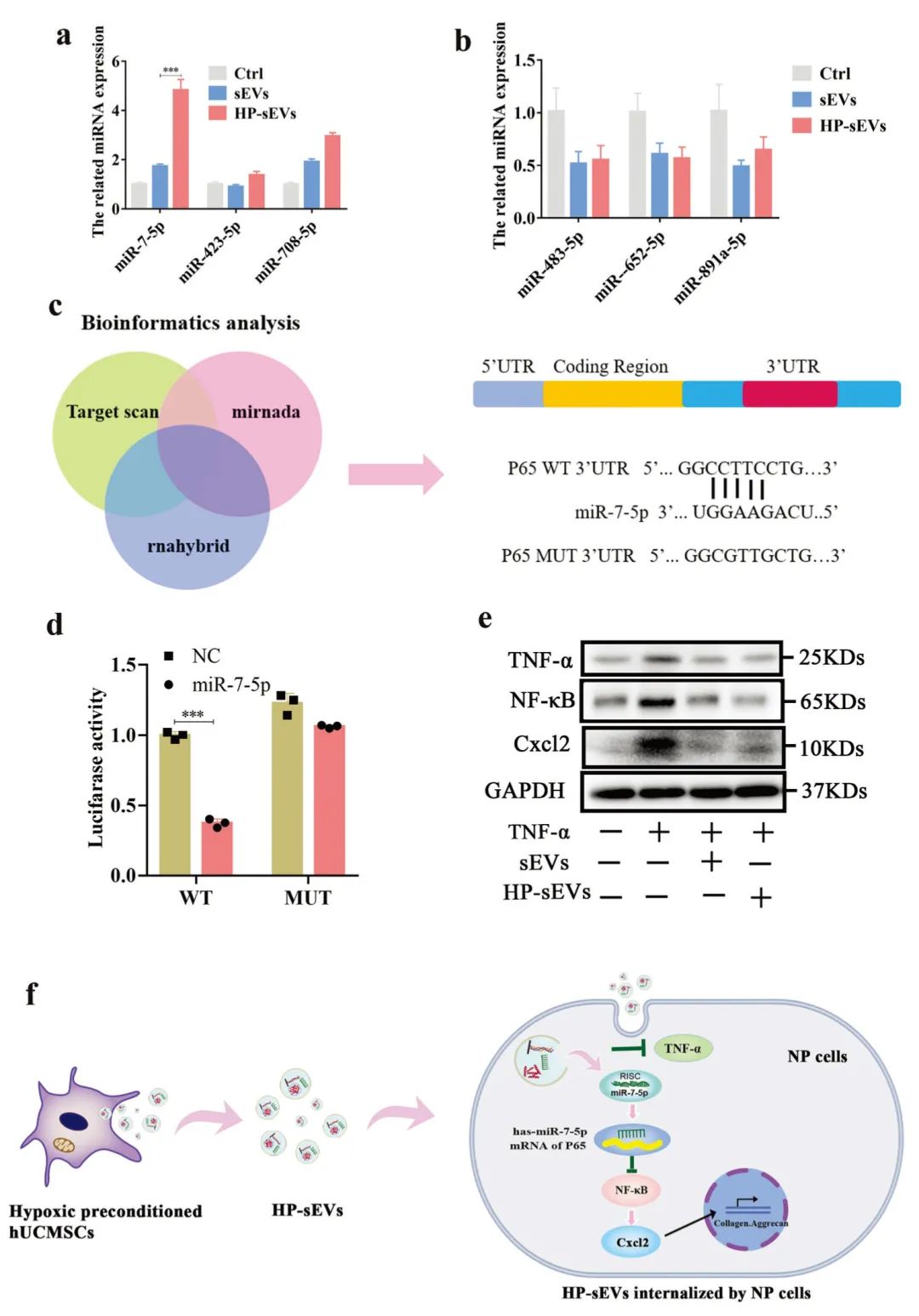 Adv Sci丨HP-sEVs通过激活Mir-7-5p/NF-Κb/Cxcl2轴促进椎间盘再生医药新闻-ByDrug-一站式医药资源共享中心-医药魔方