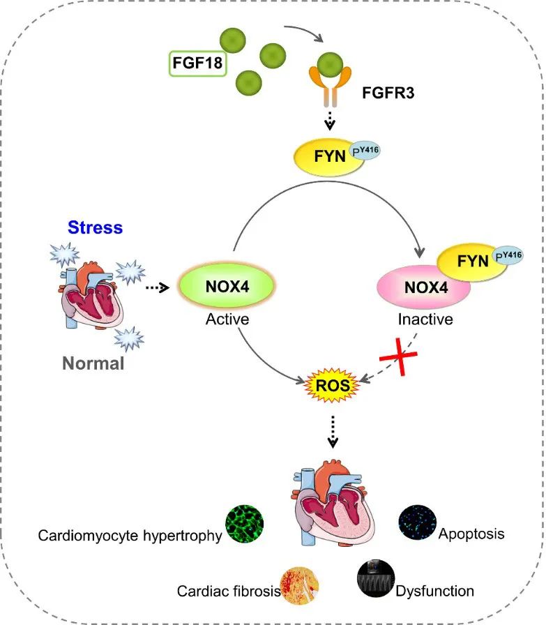 Nat Commun | 温州医科大学李校堃院士团队揭示FGF18调控病理性心肌肥大的作用机制医药新闻-ByDrug-一站式医药资源共享中心-医药魔方