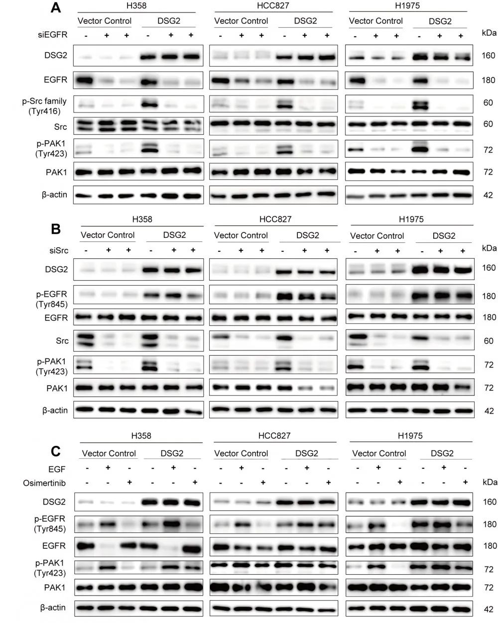 北京协和医学院肿瘤医院赫捷团队揭示DSG2通过EGFR/Src/PAK1通路促进肺癌进展和奥希替尼耐药医药新闻-ByDrug-一站式医药资源 ...