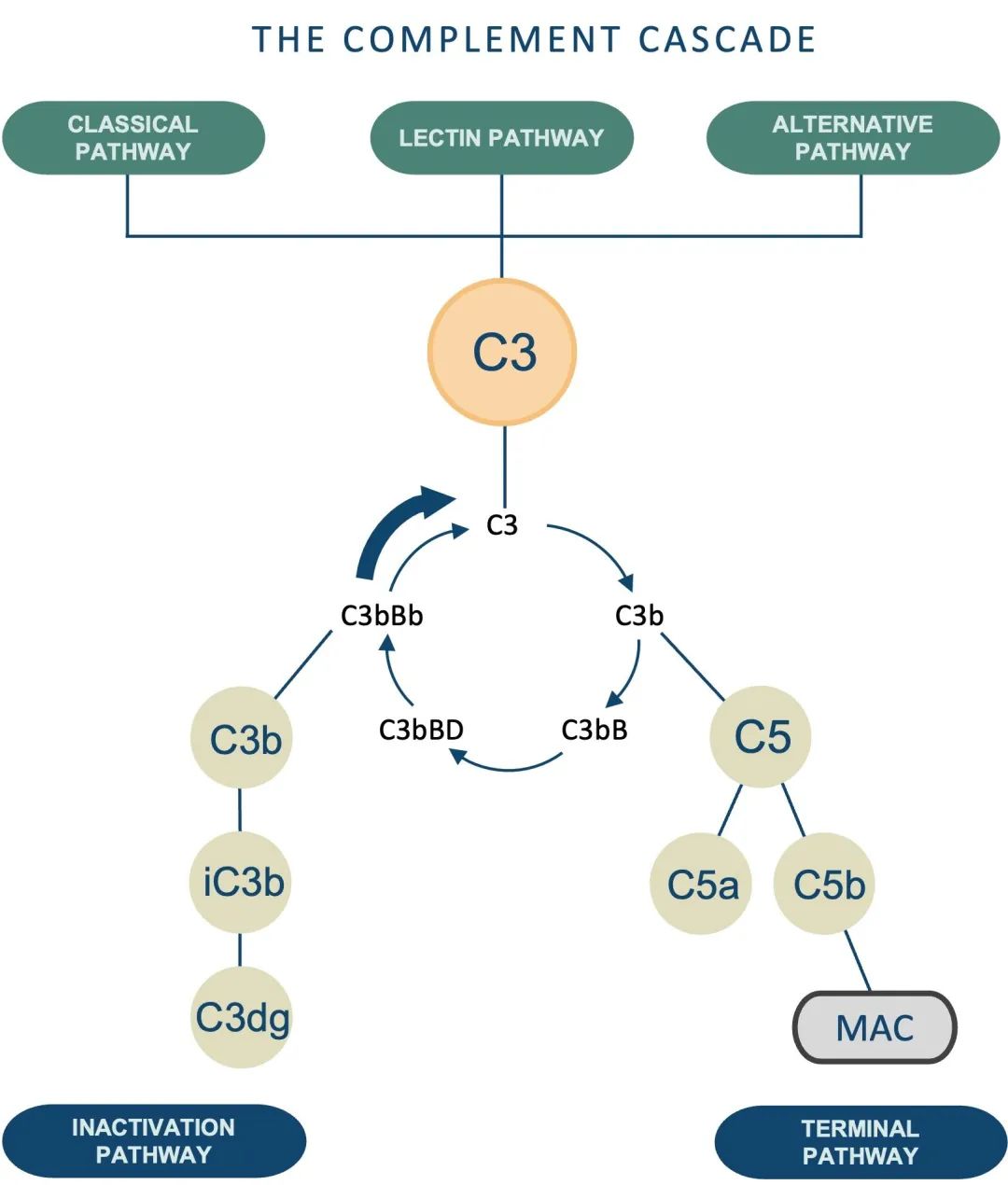 融资近8000万美元，欧洲补体疗法初创开发眼科「一次性」基因疗法，正在推进Ib期临床试验医药新闻-ByDrug-一站式医药资源共享中心-医药魔方