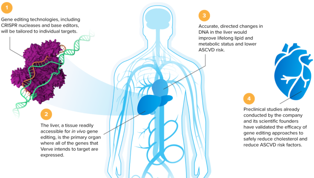 推动全球首个体内碱基编辑疗法进入临床后，Verve获福泰制药青睐，新合作近5亿美元医药新闻-ByDrug-一站式医药资源共享中心-医药魔方