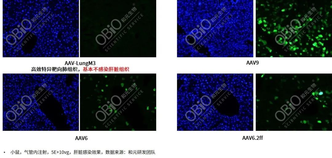 新品发布 | 肺靶向全新AAV载体来袭，三大优势破解精准基因递送难题医药新闻-ByDrug-一站式医药资源共享中心-医药魔方