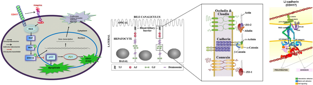 三优质品｜CDH17-下一个超越CLDN18.2的消化道肿瘤靶点？医药新闻-ByDrug-一站式医药资源共享中心-医药魔方