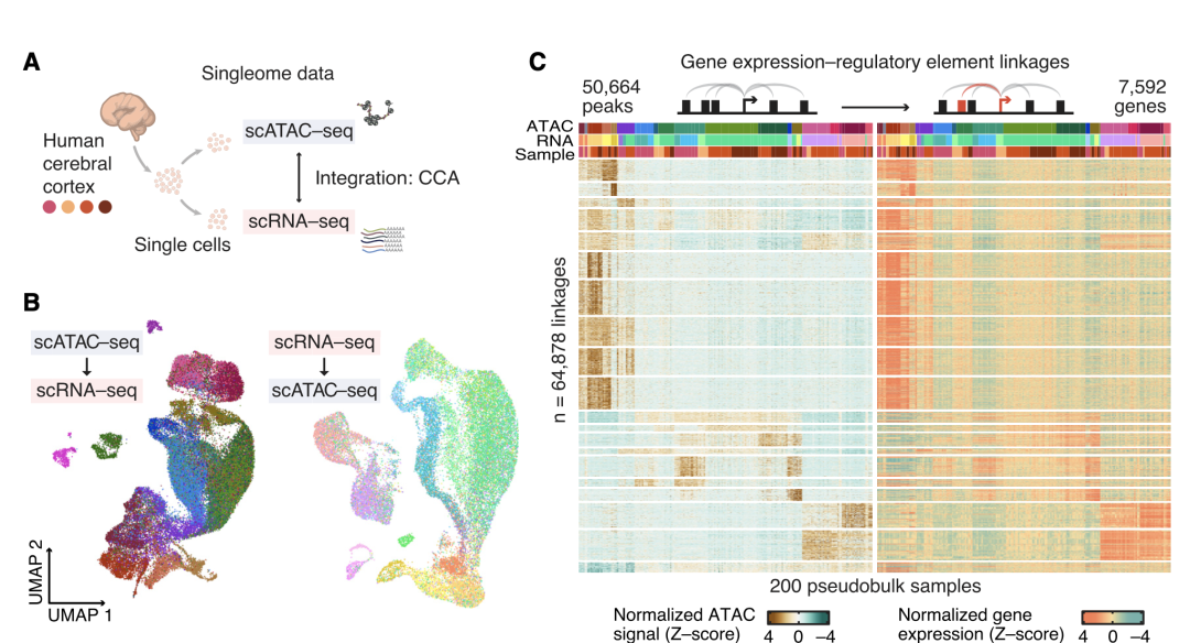 scRNA-seq联合scATAC-seq解析人大脑皮层发育的基因调控医药新闻-ByDrug-一站式医药资源共享中心-医药魔方