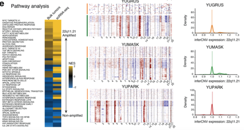 IF14.919｜湘雅医院单细胞测序揭示肢端色素瘤的22q11.21扩增与转移相关医药新闻-ByDrug-一站式医药资源共享中心-医药魔方