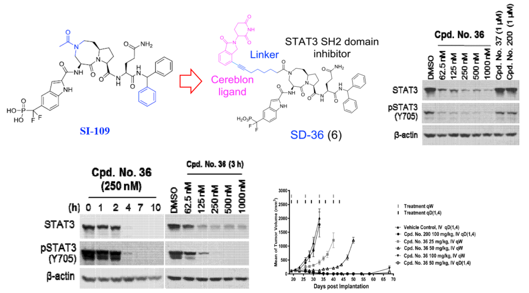 靶向难成药靶点STAT的磷酸肽类抑制剂：花开两朵，各表一枝医药新闻-ByDrug-一站式医药资源共享中心-医药魔方
