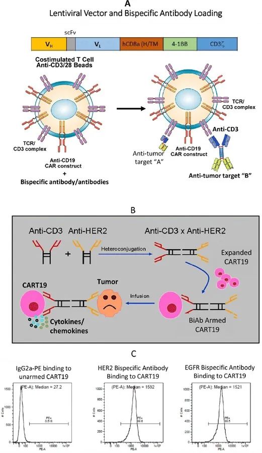 克服癌症中CD3+ T细胞重定向相关的挑战[1]医药新闻-ByDrug-一站式医药资源共享中心-医药魔方