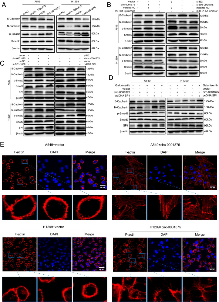 吉玛基因siRNA/miRNA相关产品、双荧光素酶质粒及fish探针助力非小细胞肺癌相关研究医药新闻-ByDrug-一站式医药资源共享中心-医药魔方