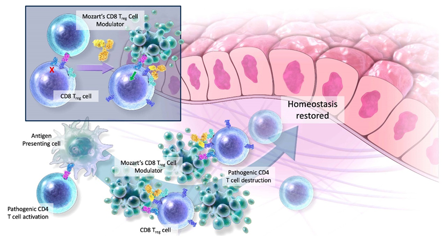新锐！8000万美元融资，开发CD8 Treg调节剂医药新闻-ByDrug-一站式医药资源共享中心-医药魔方