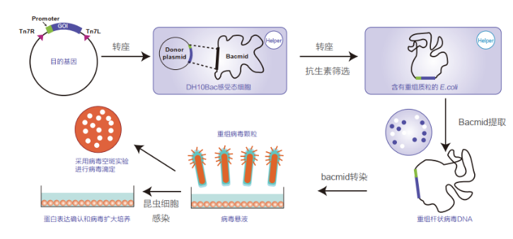 蛋白表达服务盘点 | 除了CHO，其他表达系统都有哪些优点？医药新闻-ByDrug-一站式医药资源共享中心-医药魔方