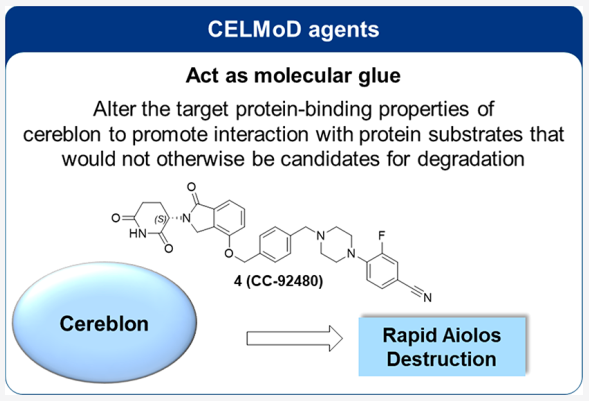 BMS分子胶降解剂mezigdomide国内首次获批临床医药新闻-ByDrug-一站式医药资源共享中心-医药魔方