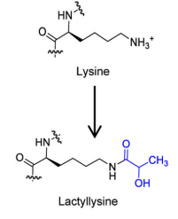 组蛋白乳酸化研究切入点（上）——乳酸化水平检测方法及指标医药新闻-ByDrug-一站式医药资源共享中心-医药魔方
