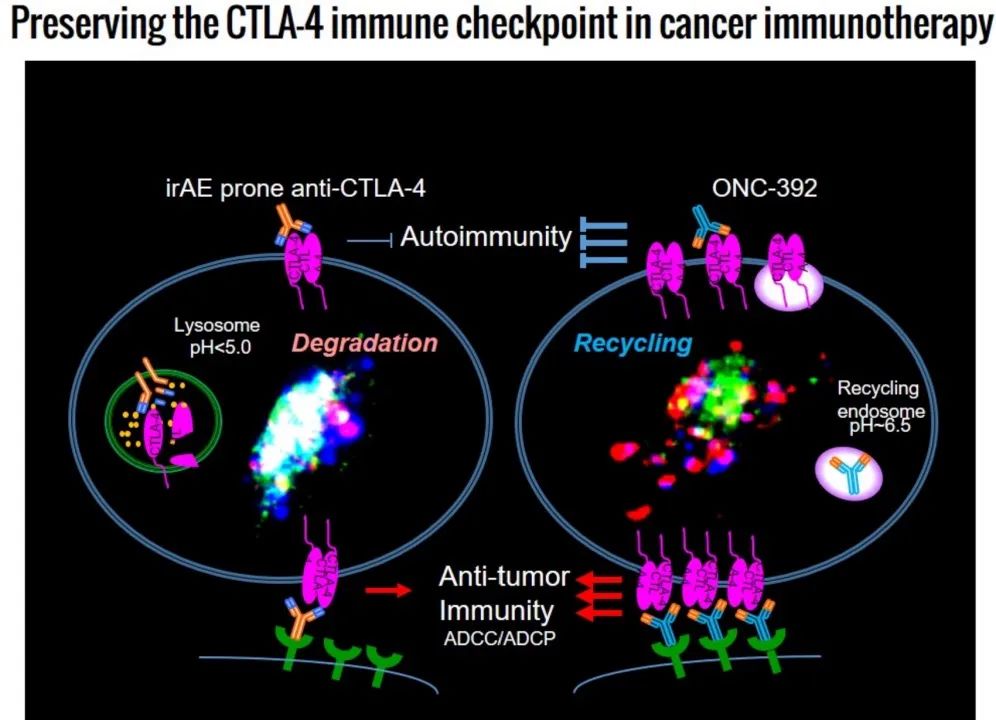 【凯泰投资动态】OncoC4以2亿美元首付款授权CTLA-4单抗，凯泰资本持续赋能中国生物医药产业参与全球创新医药新闻-ByDrug-一站式 ...