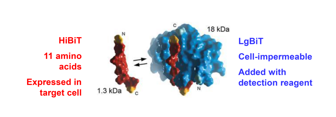 技术 | HiBiT：用于评估基于MOA的CAR-T细胞效价的微小标签医药新闻-ByDrug-一站式医药资源共享中心-医药魔方