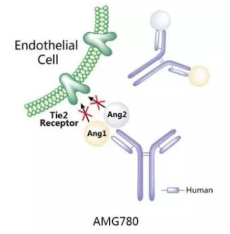 研究报告 | 靶向Ang药物在研现状医药新闻-ByDrug-一站式医药资源共享中心-医药魔方