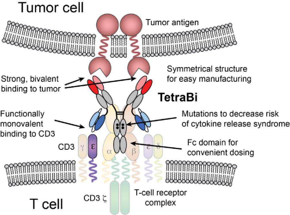 17.5亿美元！Abpro与Celltrion达成合作医药新闻-ByDrug-一站式医药资源共享中心-医药魔方