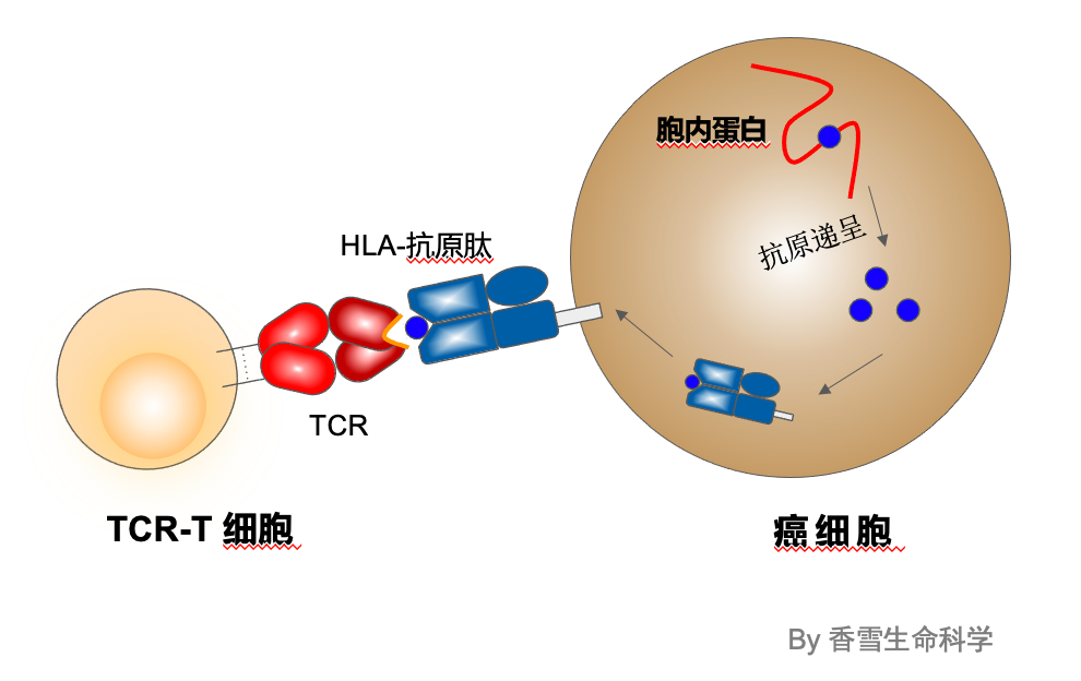 第二家中心启动！中国首个TCR-T细胞治疗产品II期临床研究快速推进中医药新闻-ByDrug-一站式医药资源共享中心-医药魔方