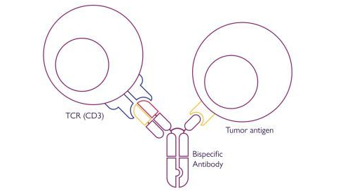J Immunother Cancer| 安进子公司Teneobio发表PSMA/CD3双抗的作用机理医药新闻-ByDrug-一站式医药资源共享中心-医药魔方