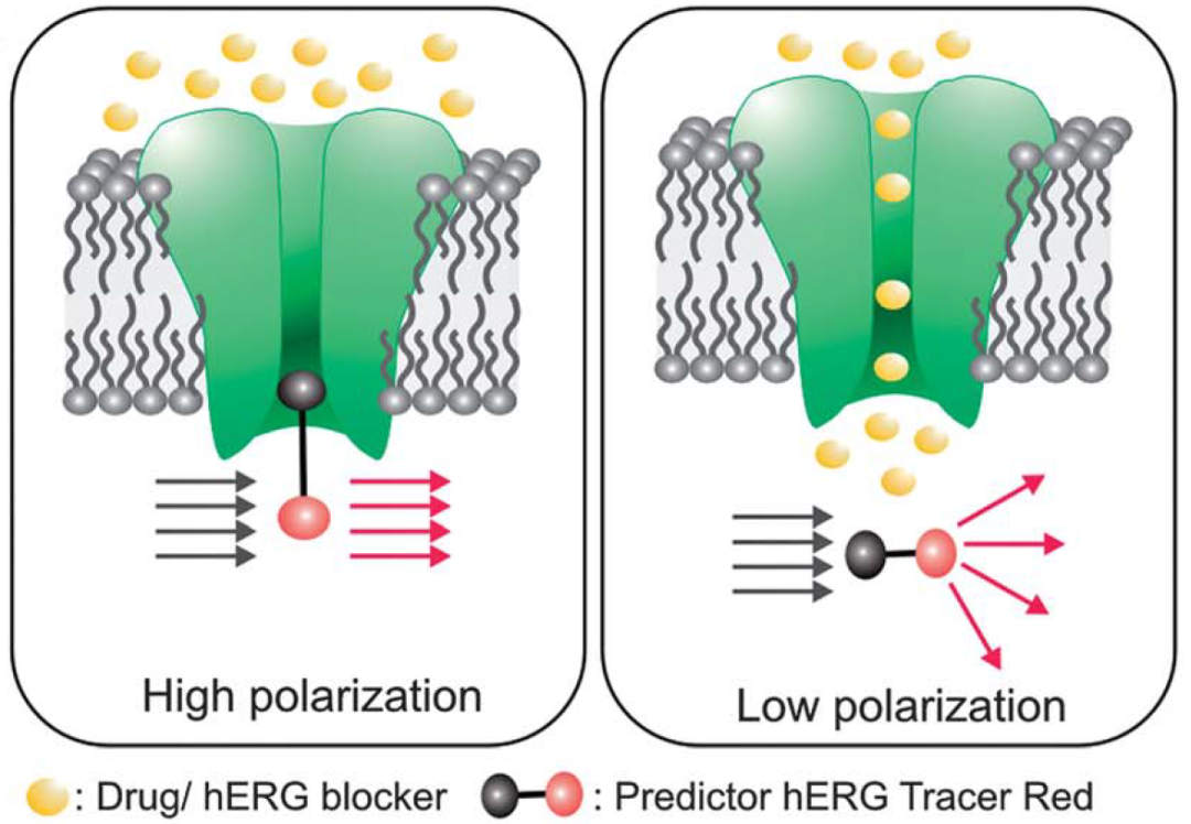 体外hERG评价——加速药物早期研发，降低潜在临床风险医药新闻-ByDrug-一站式医药资源共享中心-医药魔方