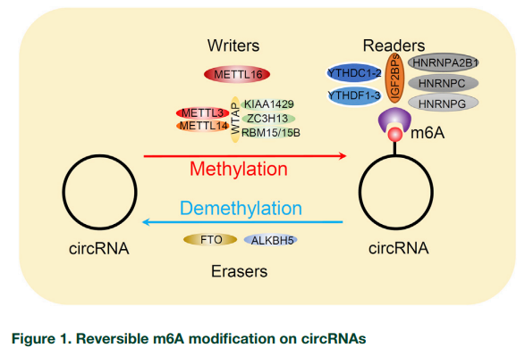 m6A修饰与circRNA研究医药新闻-ByDrug-一站式医药资源共享中心-医药魔方