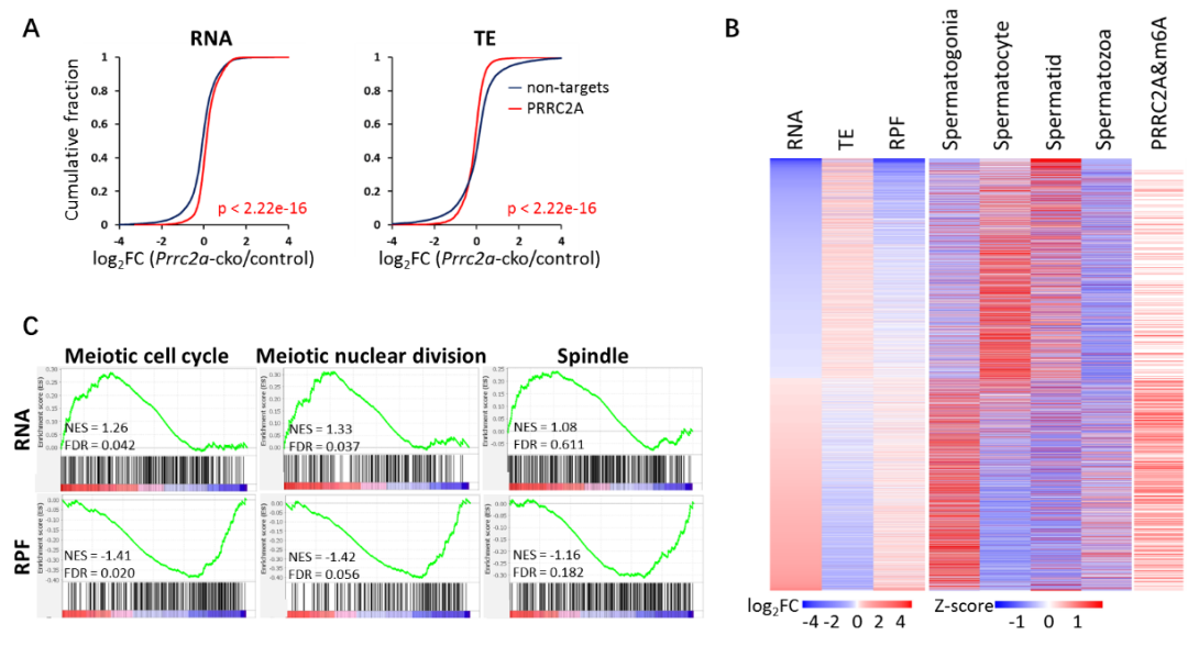 Nature communication | 王凤超实验室揭示PRRC2A在雄性减数分裂中的重要作用及相关的转录后调控机制医药新闻 ...