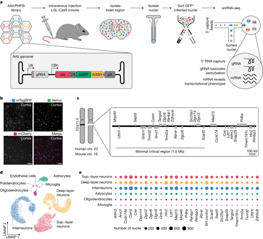 《Nature》：新方法AAV-Perturb-seq有助于加快基因功能研究医药新闻-ByDrug-一站式医药资源共享中心-医药魔方