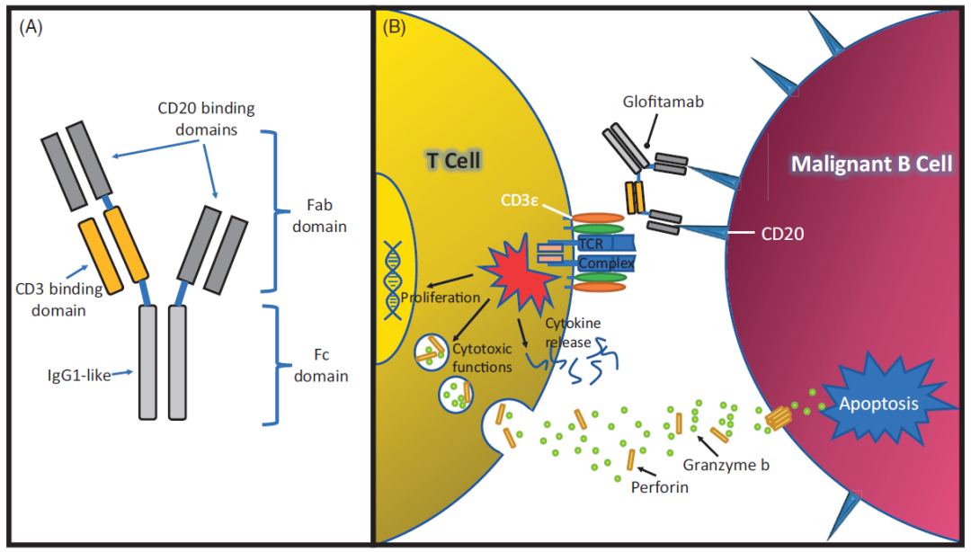 新一代 T 细胞接合剂 (T-cell engagers,TCE)丨Glofitamab,罗氏CD20/CD3双特异性抗体医药新闻-ByDrug-一站式医药资源共享中心-医药魔方