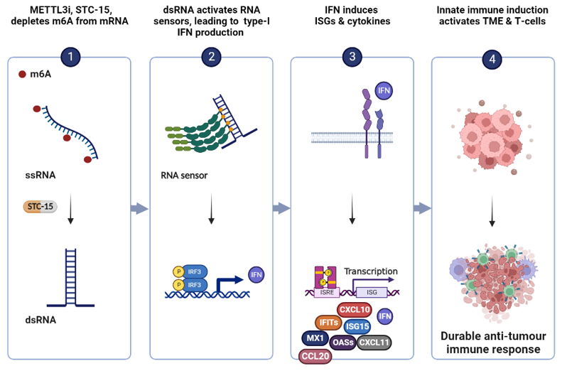 全球首个！靶向RNA甲基转移酶药物进入临床I期，剑指实体瘤医药新闻-ByDrug-一站式医药资源共享中心-医药魔方