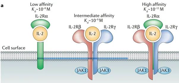 跨越40年，老靶点IL-2重回热门赛道医药新闻-ByDrug-一站式医药资源共享中心-医药魔方
