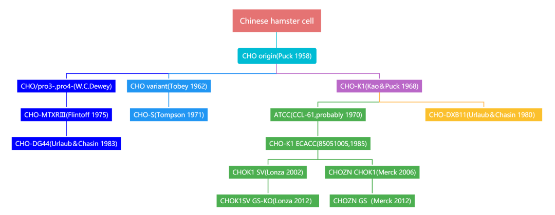 CMC浅谈 | CHO细胞那些事医药新闻-ByDrug-一站式医药资源共享中心-医药魔方