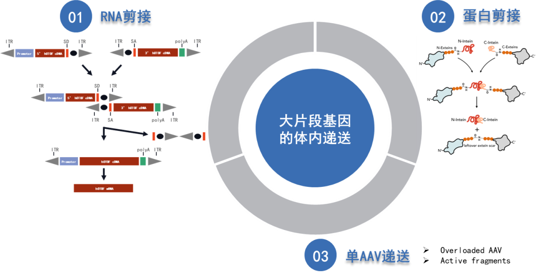 被投企业动态|星奥拓维OTOF耳聋基因治疗新进展医药新闻-ByDrug-一站式医药资源共享中心-医药魔方