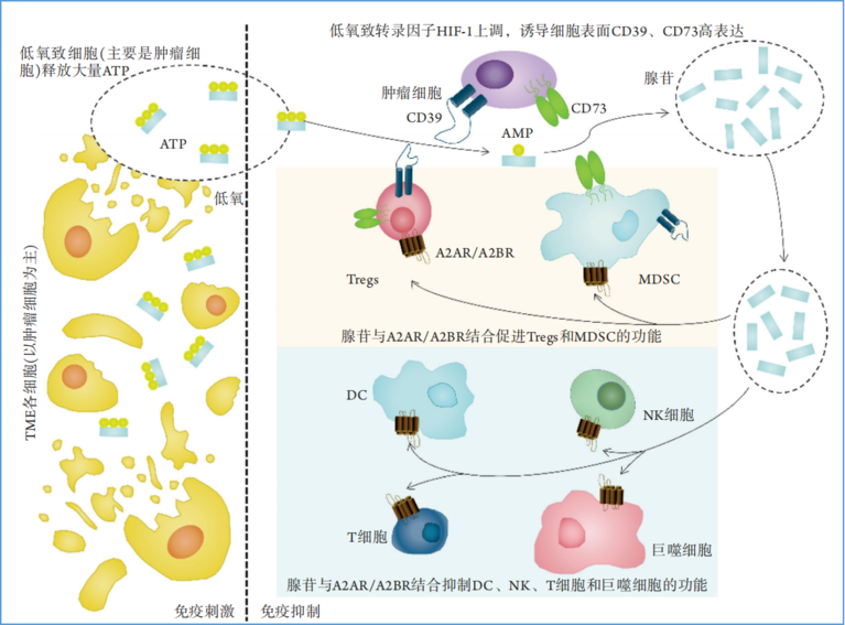 晶蛋生物带您探索GPCR成员—A2AR在癌症免疫治疗中的应用医药新闻-ByDrug-一站式医药资源共享中心-医药魔方