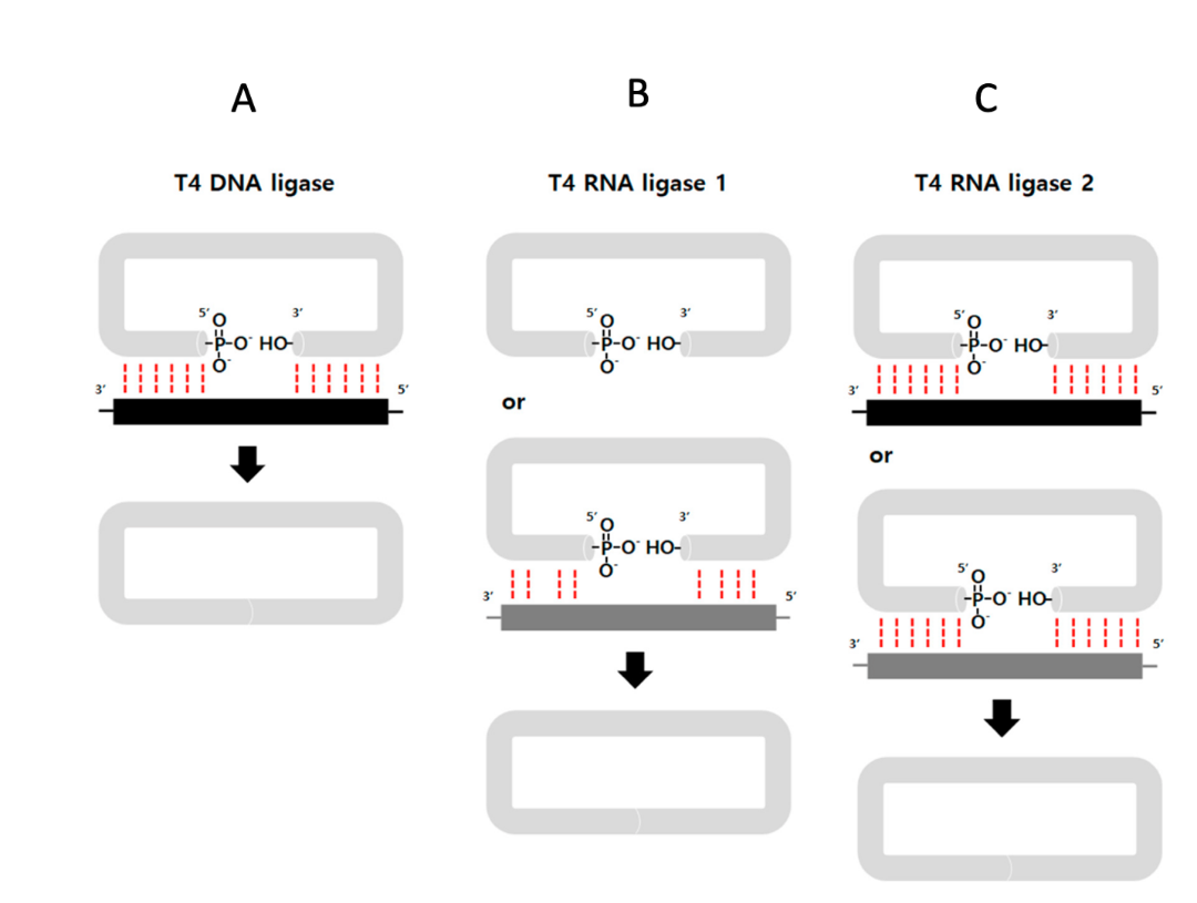 环状RNA的特征与应用前景（二）医药新闻-ByDrug-一站式医药资源共享中心-医药魔方