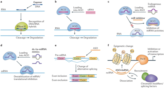 ASO是何方神圣？——基因调控利器医药新闻-ByDrug-一站式医药资源共享中心-医药魔方