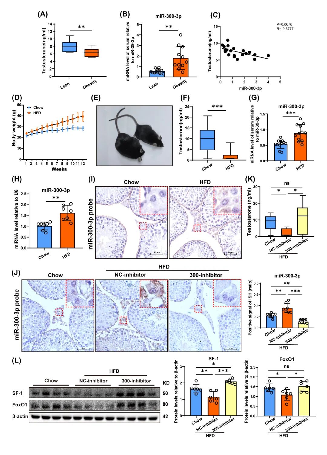 Mol Ther-Nucl Acids丨锐博miRNA动物用产品助力揭示miR-300-3p在睾丸间质细胞功能和分化中的作用医药新闻-ByDrug-一站式医药资源共享中心-医药魔方