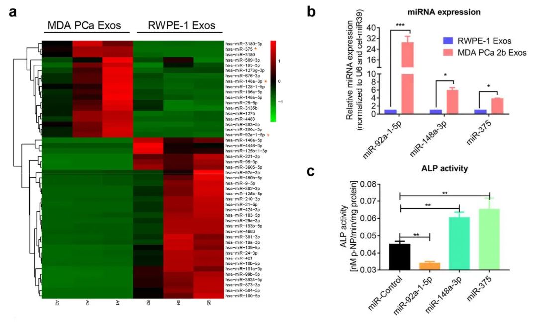 JEV（IF25+）丨外泌体miRNA测序助力揭示成骨肿瘤外泌体激活破骨细胞分化并同时抑制骨生成的分子机制医药新闻-ByDrug-一站式医药 ...