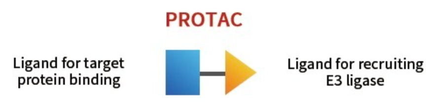 解读前沿小分子技术PROTAC和分子胶，蛋白降解剂研发突破就在前方 | 高特佳Insights医药新闻-ByDrug-一站式医药资源共享中心-医药魔方