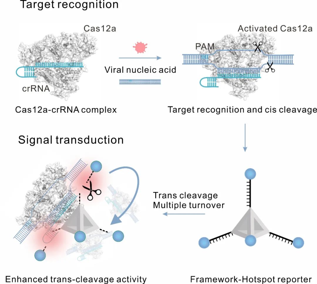 刘培峰团队Angew发表文章：框架热点增强CRISPR-Cas12a反式切割活性及临床样本检测应用医药新闻-ByDrug-一站式医药资源共享 ...