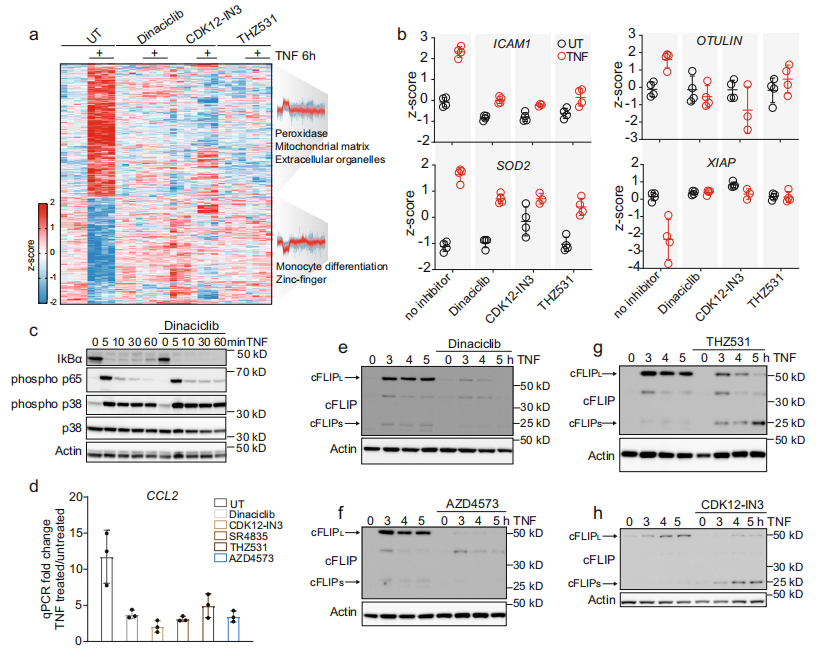 Nat Commun| 组学大牛基于DIA蛋白质组+DIA磷酸化蛋白质组揭示CDKs激酶家族在TNF信号传导中的关键作用医药新闻-ByDrug-一站式医药资源共享中心-医药魔方