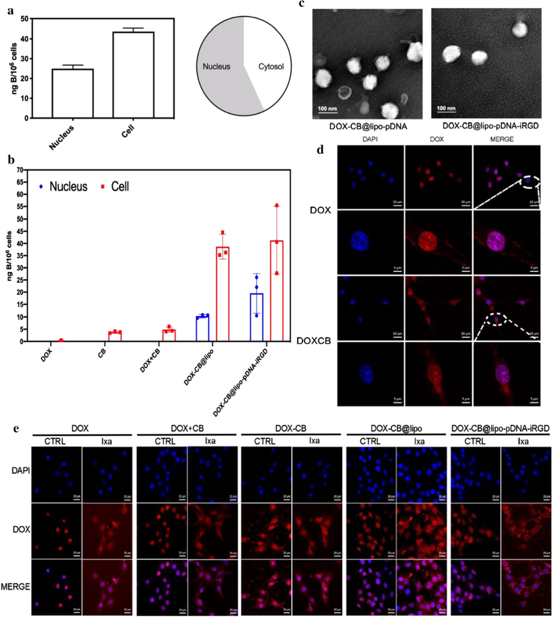 胶质细胞瘤中治疗性核通道BNCT药物联合靶向CD47的基因编辑医药新闻-ByDrug-一站式医药资源共享中心-医药魔方