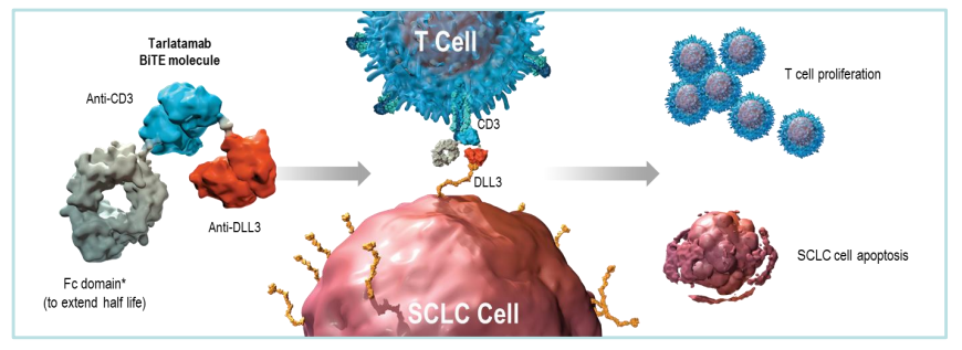 2022 WCLC | 靶向DLL3/CD3双抗Tarlatamab治疗SCLC的I期数据更新医药新闻-ByDrug-一站式医药资源共享中心-医药魔方